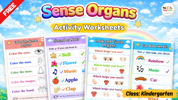 Sense Organs Worksheet for Kindergarten – 10 Fun Activities